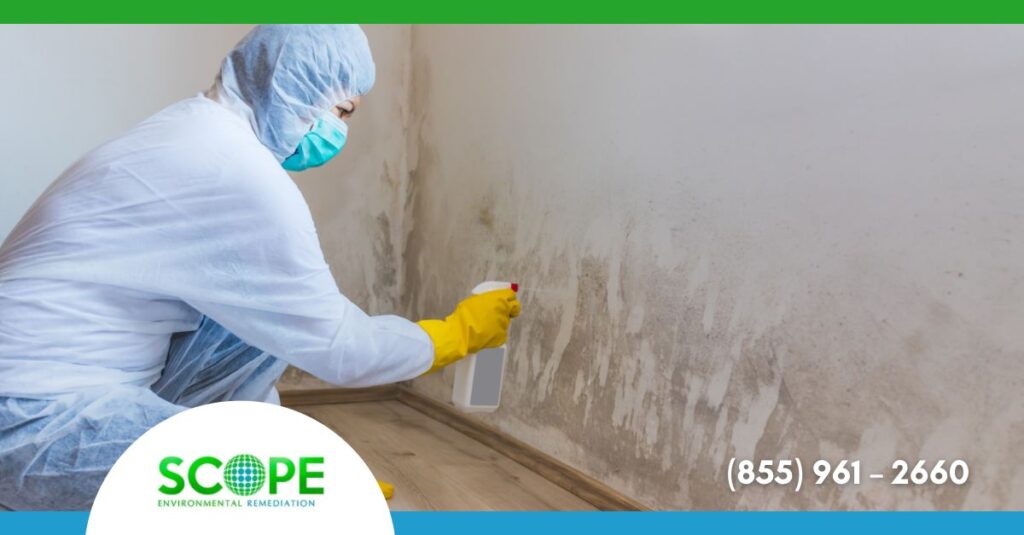 What You Can Do for Mold Remediation - SCOPE