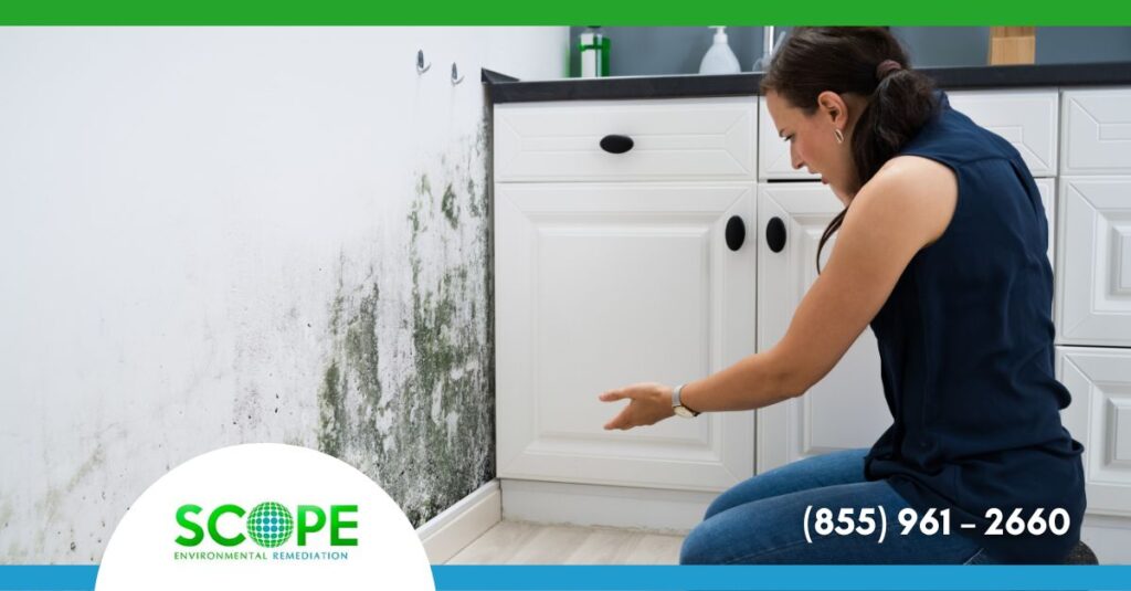 Mold Remediation Los Angeles-Does Mold Remediation Los Angeles Work