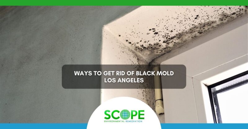 Understanding the Process of Mold Removal