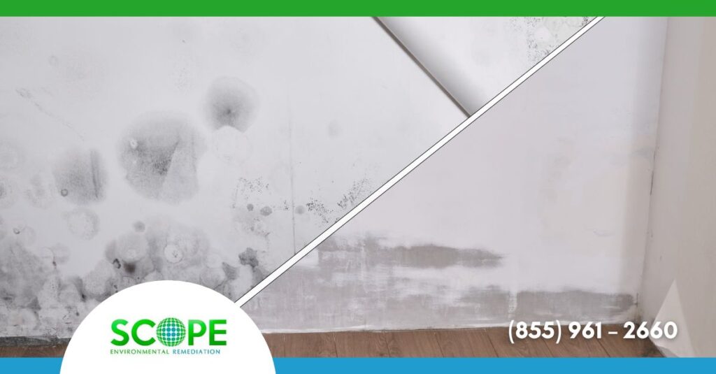 Mold Cleanup Tips: Get Rid Of Mold In Minutes!