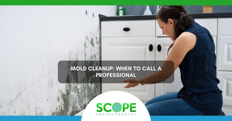 Professional Mold Abatement Services: How Do They Work? - Scope Clean ...