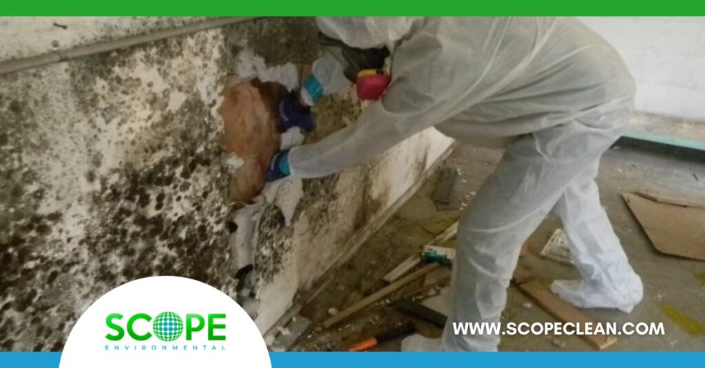 What Do Mold Removal Companies Do? - Scope Clean - Scope Environmental ...
