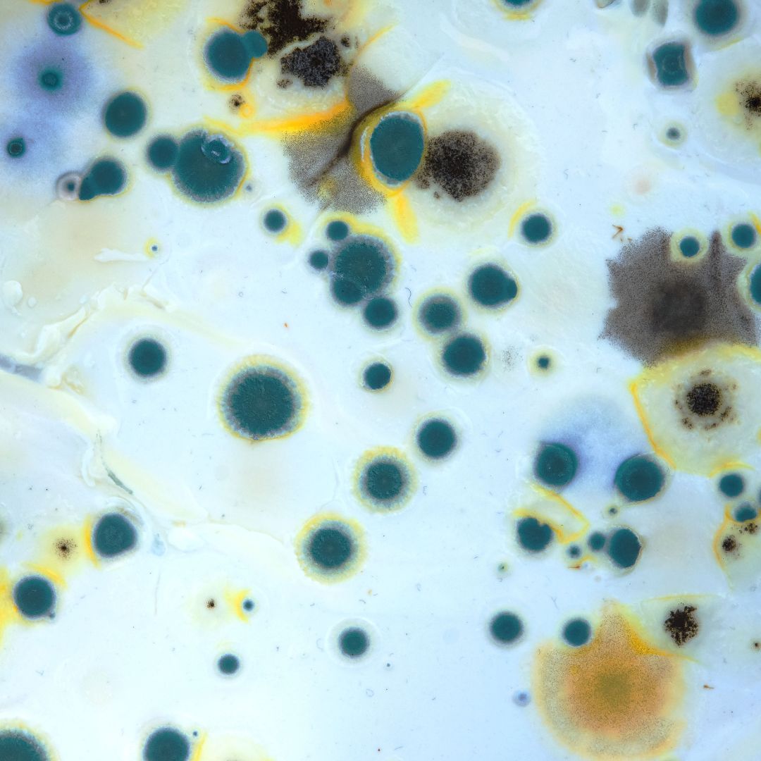 Mold Remediation Pasadena | Scope Environmental