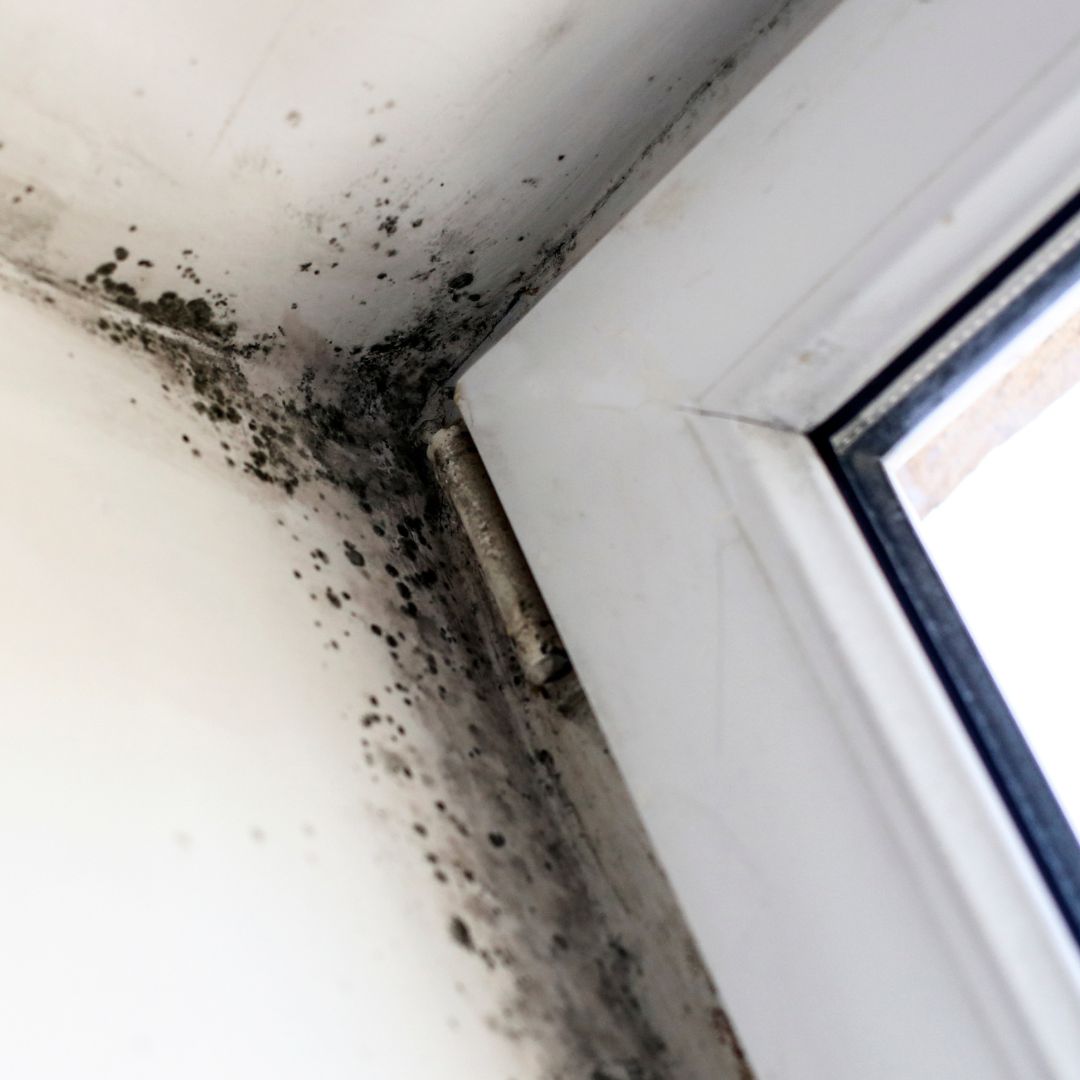 Mold Testing Santa Clarita | Scope Environmental